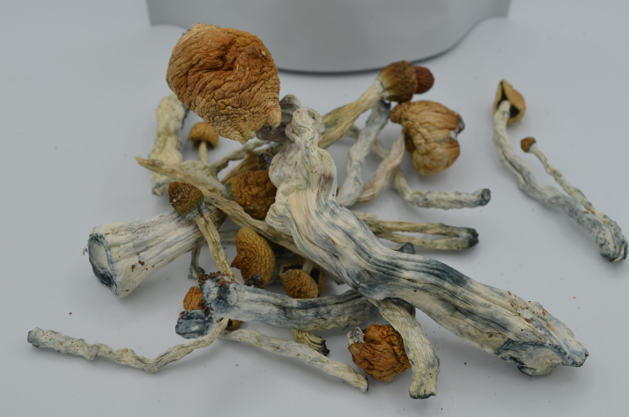 Psilocybin Mushrooms – Blue Meanie 28g – THC HERBALIST