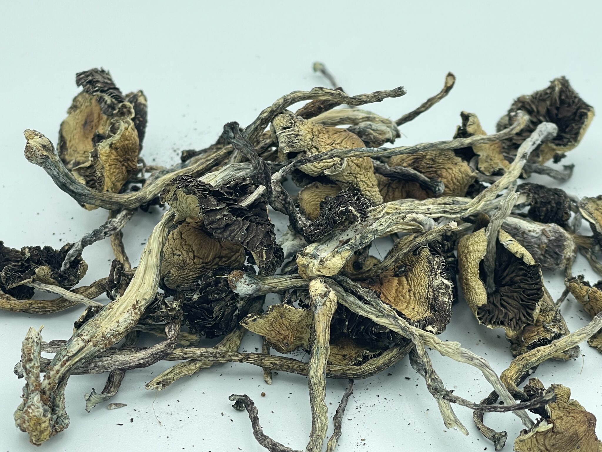 Psilocybin Mushrooms – Blue Meanie 28g – THC HERBALIST